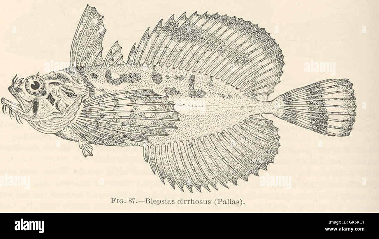 Blepsias cirrhosus, also known as the spotted driftfish, is a species ...