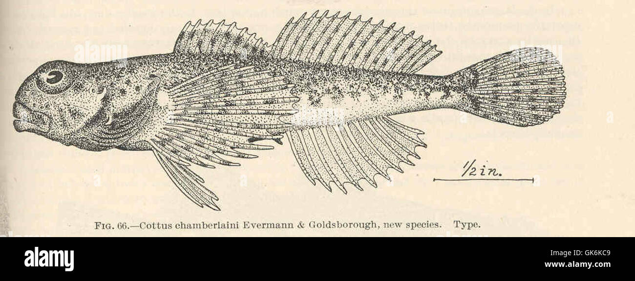 Cottus chamberlaini, described by Evermann & Goldsborough, is a new ...