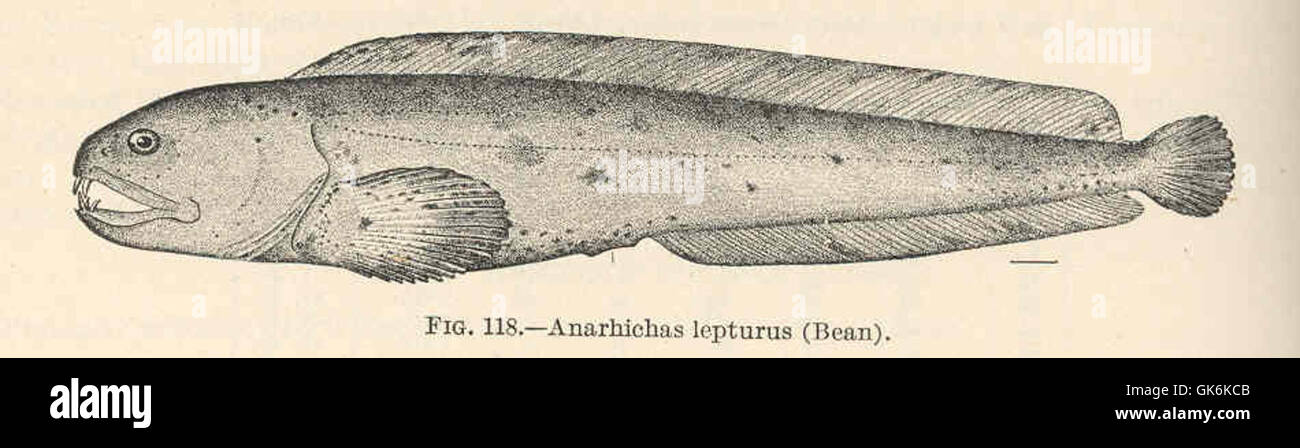 39418 Anarhichas lepturus (Bean Stock Photo - Alamy