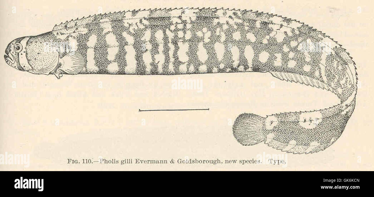 *Pholis gilli*, described by Evermann & Goldsborough, is a newly ...