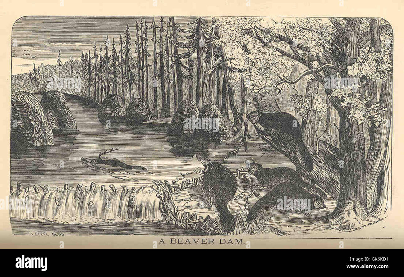 Beaver shown in natural hi-res stock photography and images - Alamy