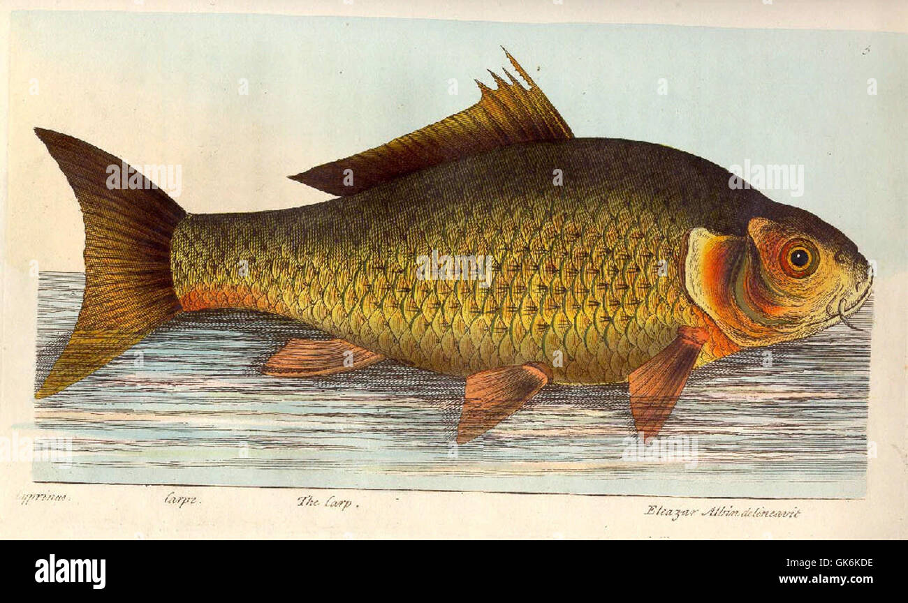 This title refers to the Carp, a species of freshwater fish. The Carp ...