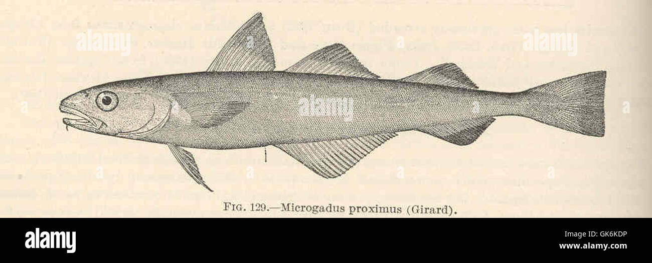 Microgadus hi-res stock photography and images - Alamy