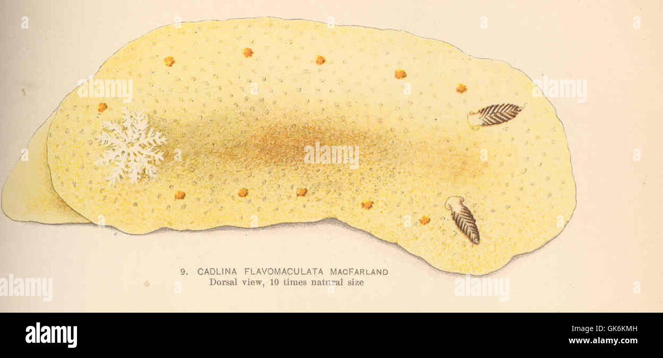 Cadlina flavomaculata, a species of sea slug, shown from the dorsal ...