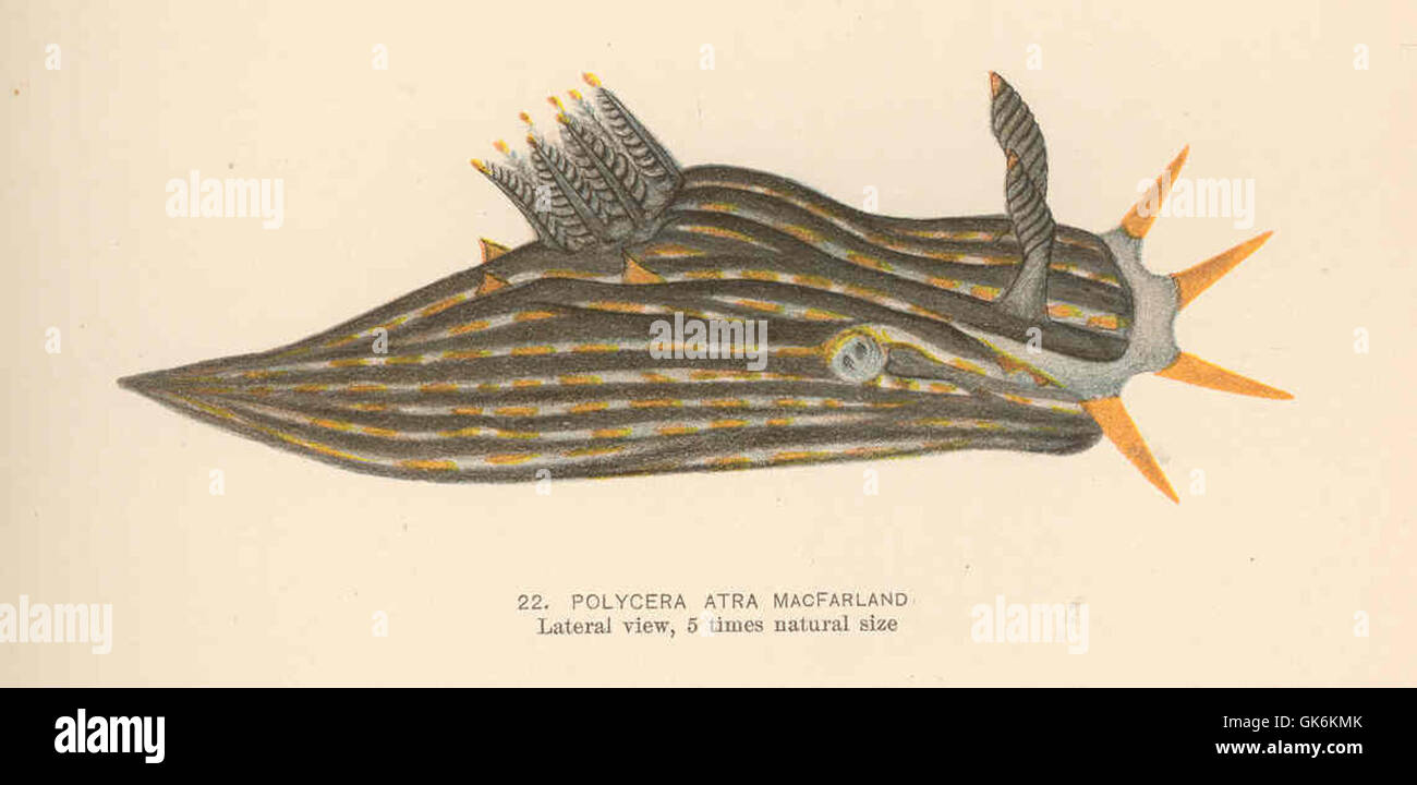 Polycera atra MacFarland is a species of sea slug, a type of nudibranch ...