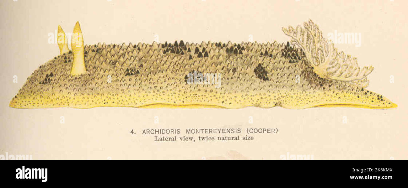 Archidoris montereyensis hi-res stock photography and images - Alamy