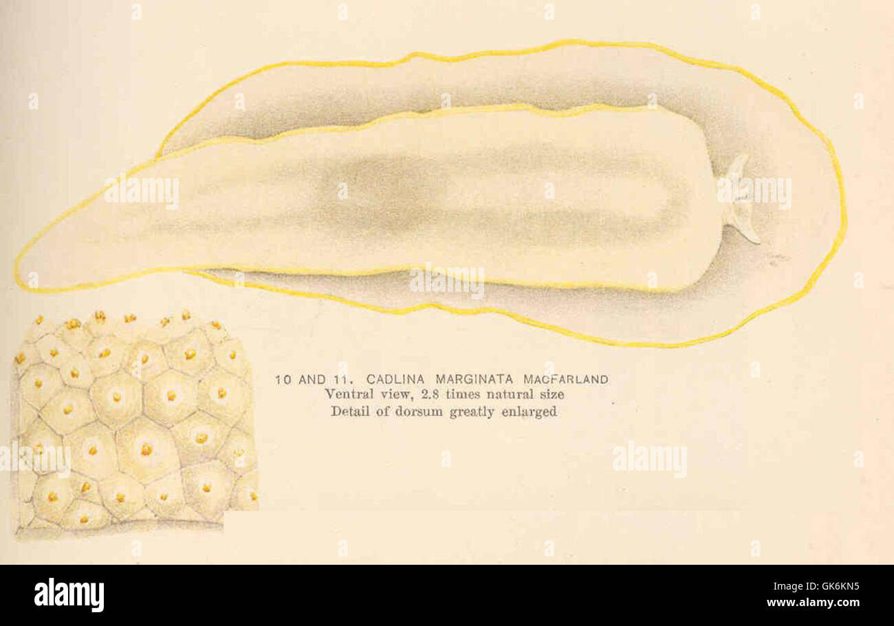 The image shows a highly magnified ventral view of *Cadlina marginata ...