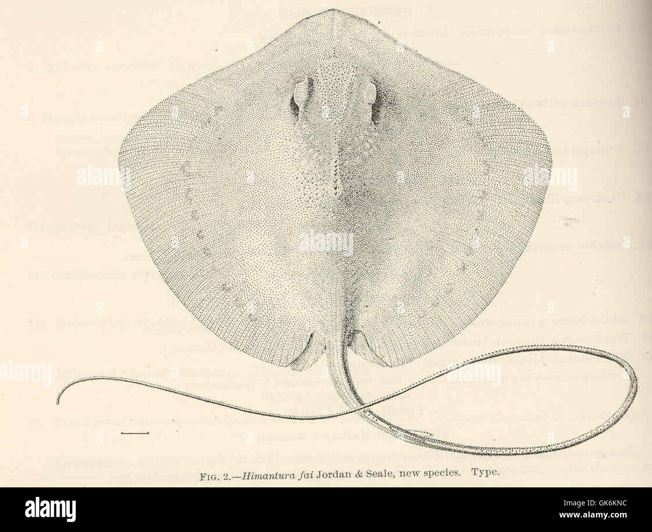 *Himantura fai*, a newly described species of stingray, is part of the ...