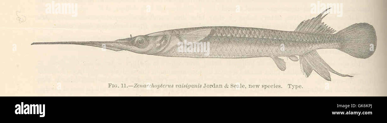 Zenarchopterus hi-res stock photography and images - Alamy