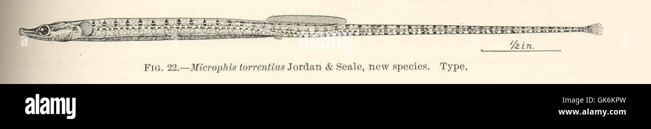 Microphis torrentius is a newly described species of pipefish ...