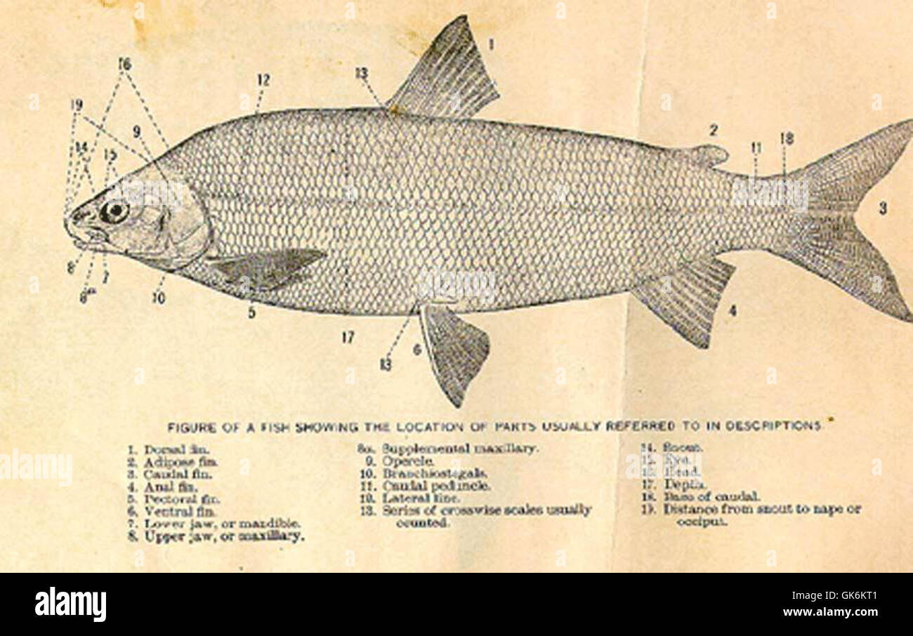 32544 Figure of a Fish Showing the Location of Parts Usually Referred ...