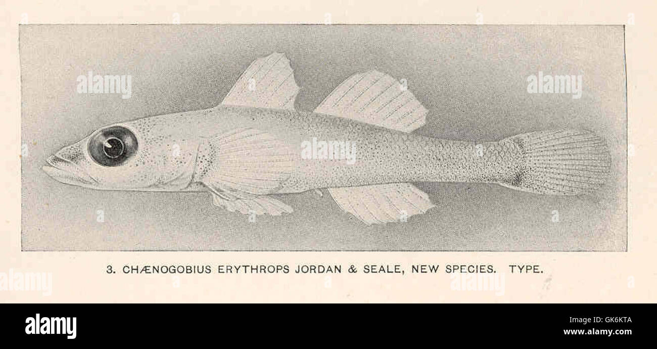 *Chaenogobius erythrops*, described by Jordan & Seale, is a newly ...