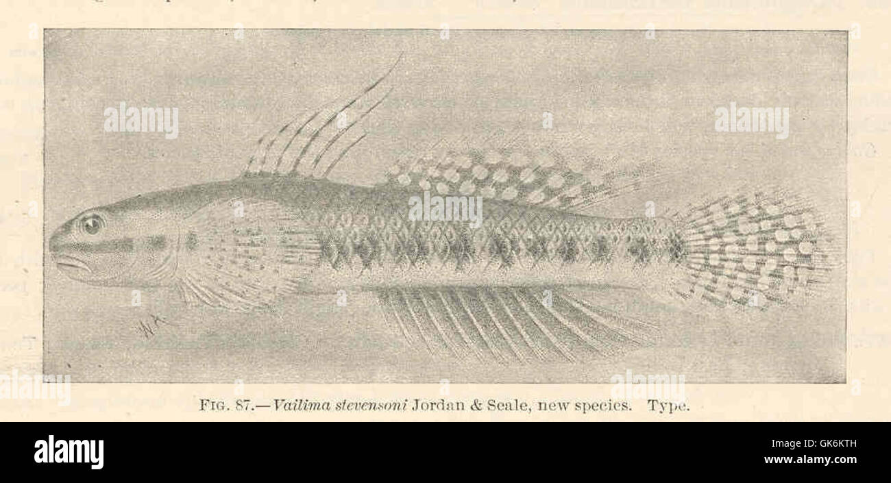 The image depicts *Vailima stevensoni*, a newly discovered fish species ...