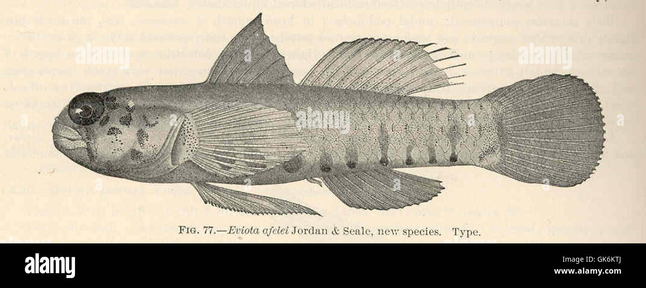 Eviota afelei is a newly described species of goby fish, identified by ...
