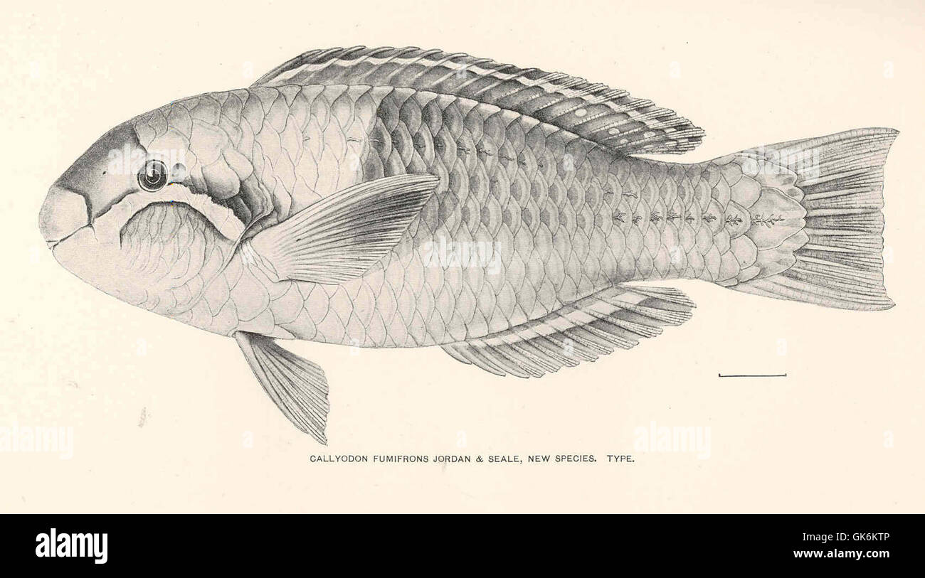 Callyodon fumifrons, a new species of fish described by Jordan & Seale ...