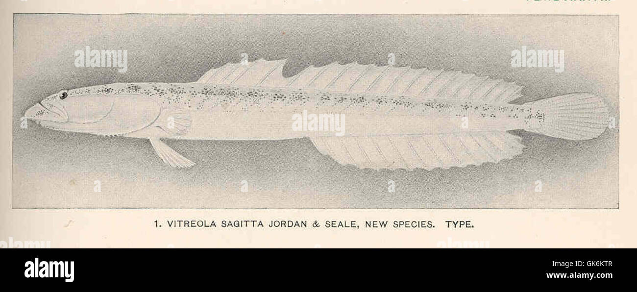 Vitreola sagitta, a new species discovered by Jordan and Seale, is ...