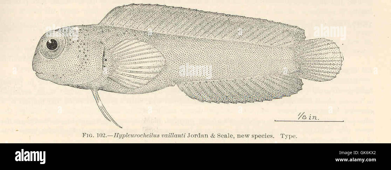 This image depicts Hypleurochilus vaillanti, a new species described by ...