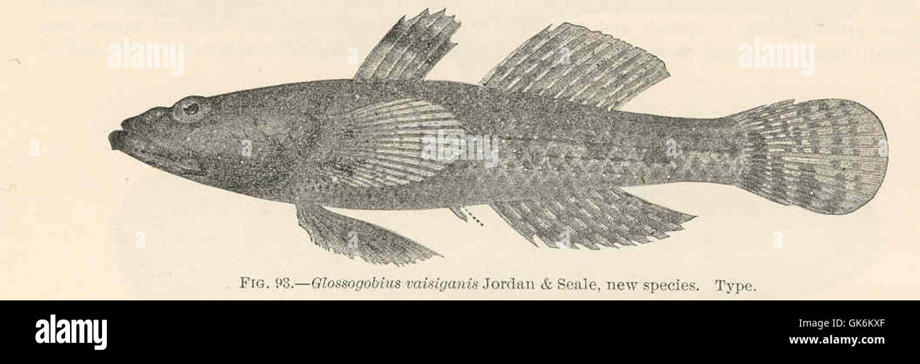 *Glossogobius vaisiganis*, a newly identified species by Jordan & Seale ...