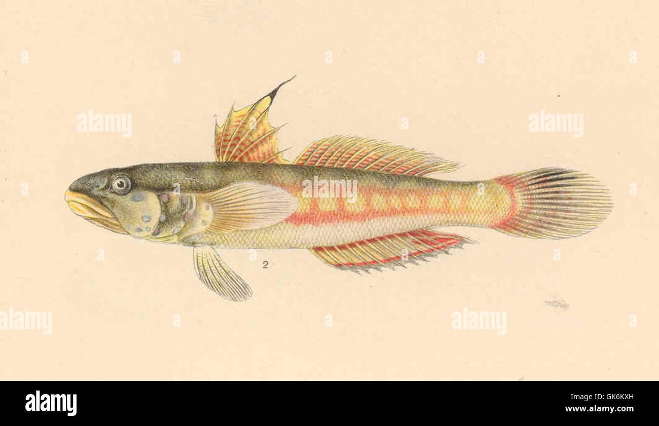 Valenciennea violifera is a species of goby fish identified by Jordan ...