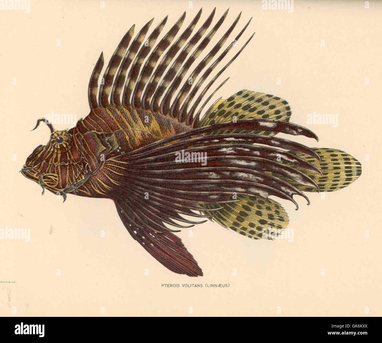 Pterois volitans, commonly known as the lionfish, is an invasive ...