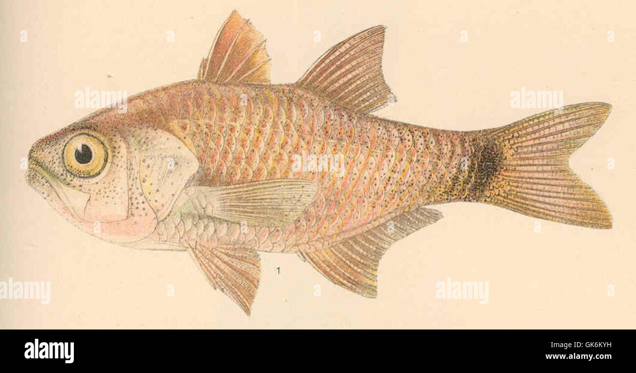 Archamia Lineolata High Resolution Stock Photography and Images - Alamy