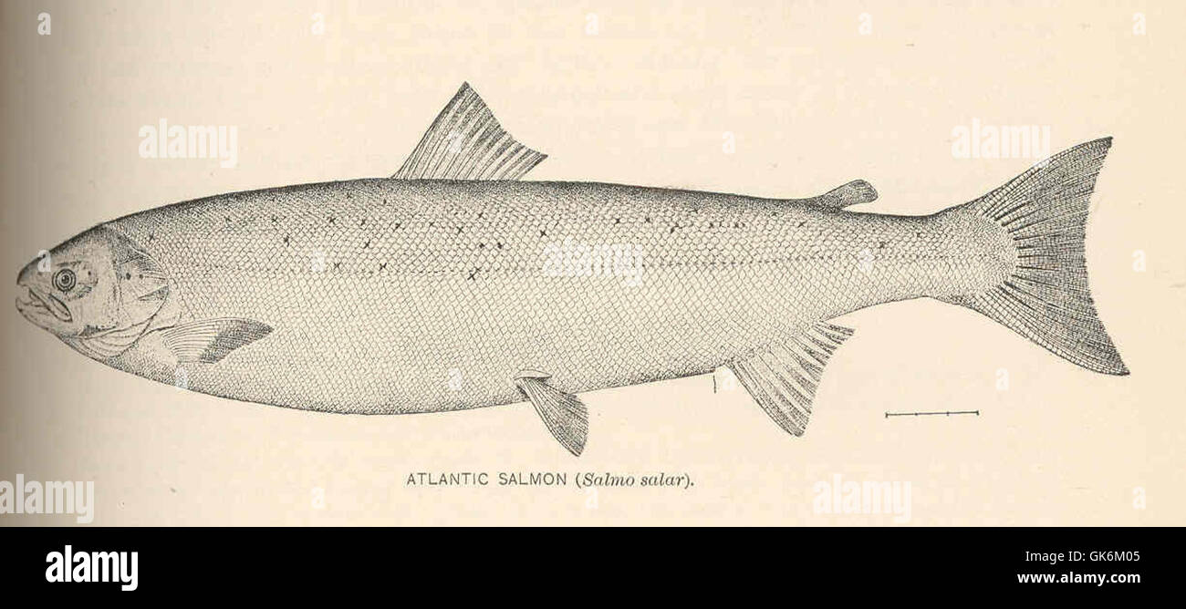 The Atlantic salmon (*Salmo salar*) is a species of fish found in both ...