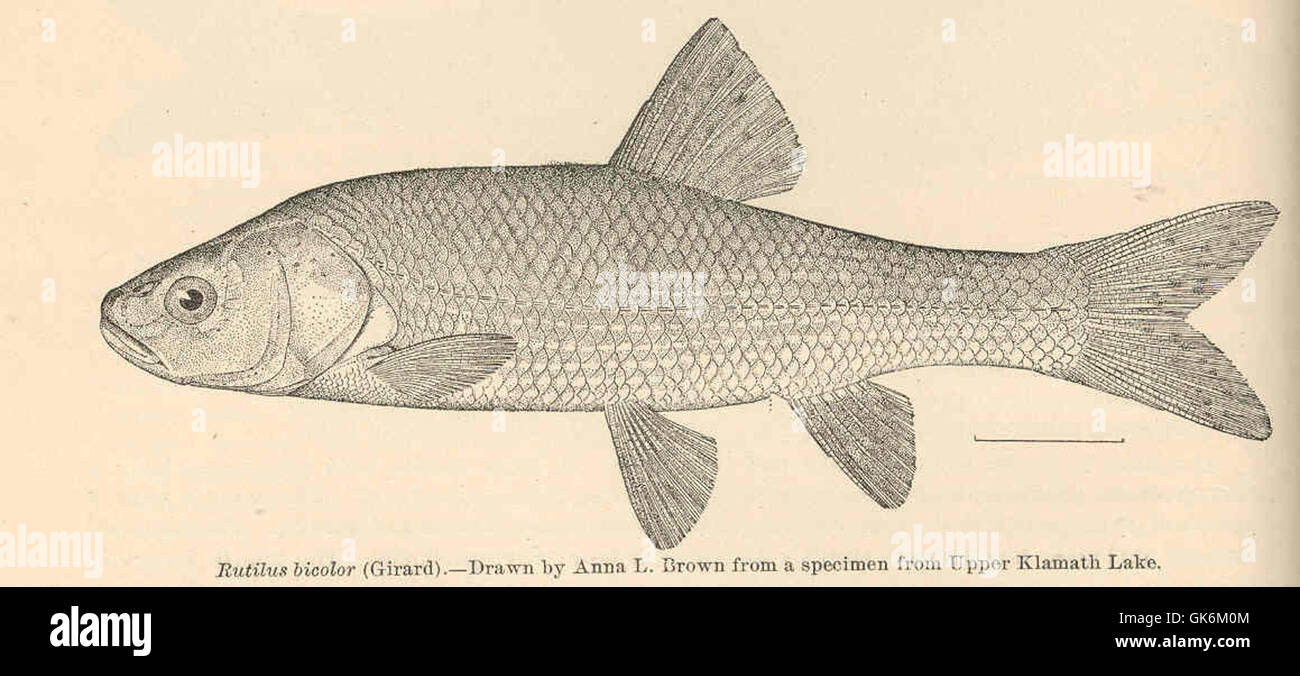 Bicolor rivers hi-res stock photography and images - Alamy