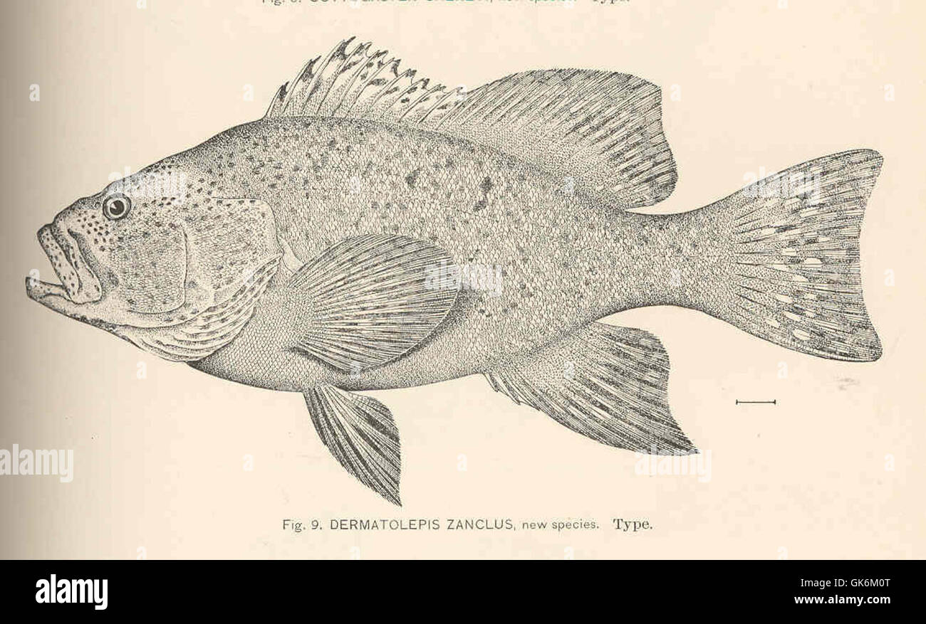 Dermatolepis zanclus is a newly identified species of fish ...