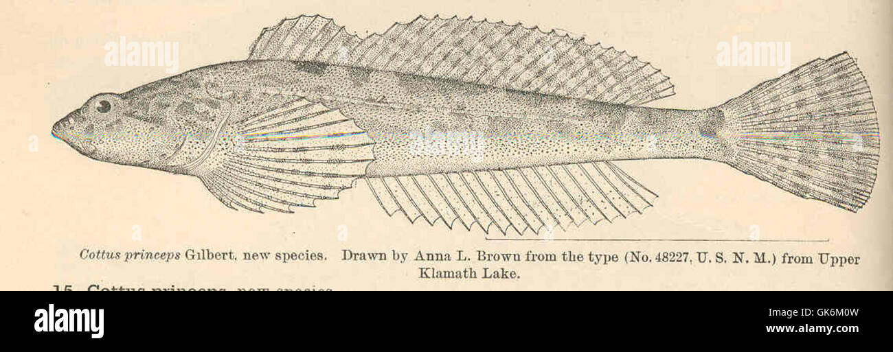Cottus princeps, a newly discovered species of sculpin, is shown. This ...