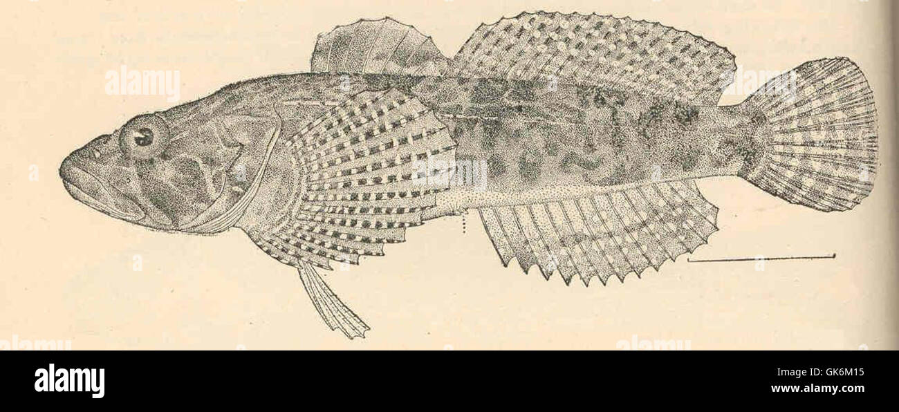 Klamathensis hi-res stock photography and images - Alamy