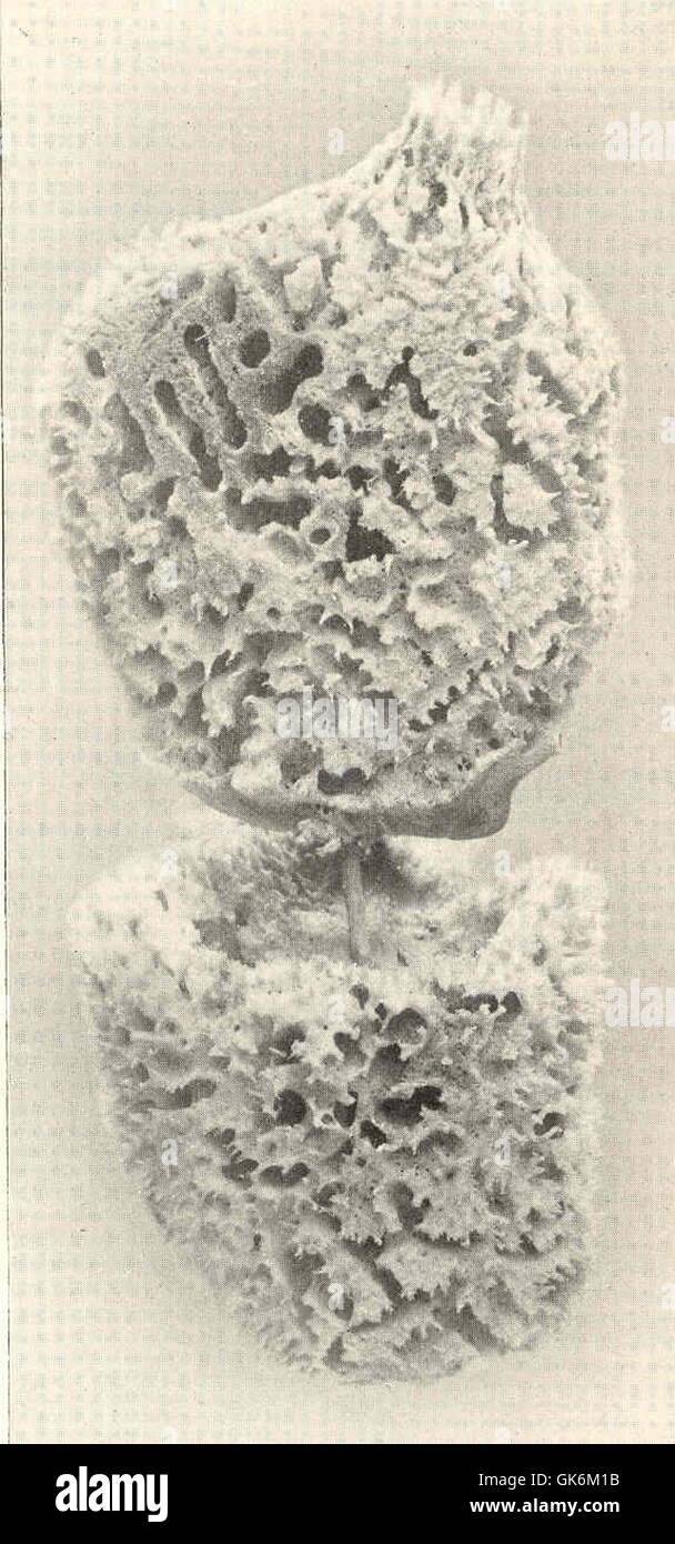 Sheepswool sponges, named for their fibrous texture, are shown growing ...