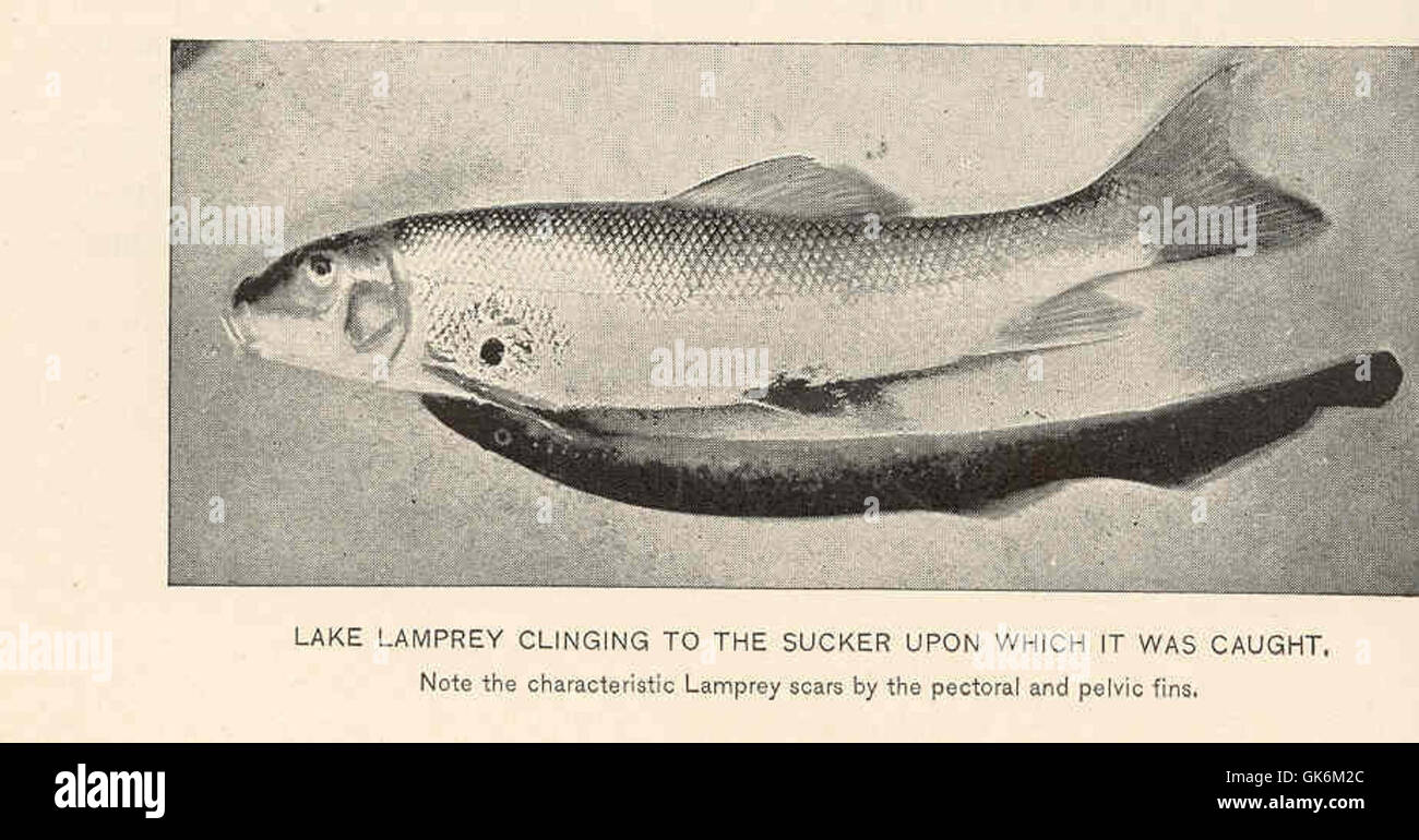 A lake lamprey is shown clinging to the sucker fish it was caught on ...