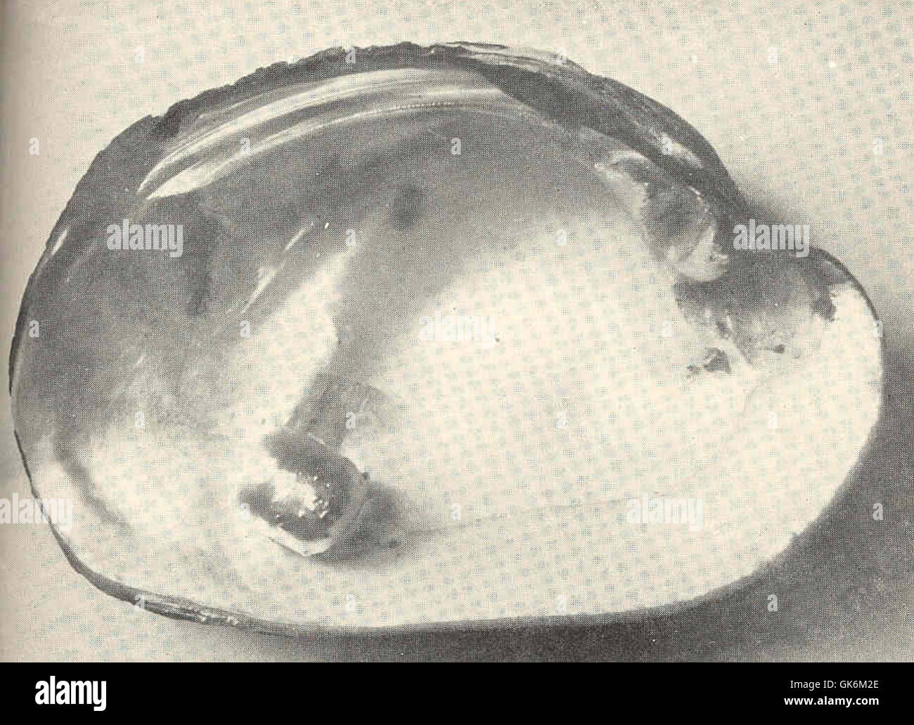 The interior of a shell is shown with a large, barrel-shaped pearl ...