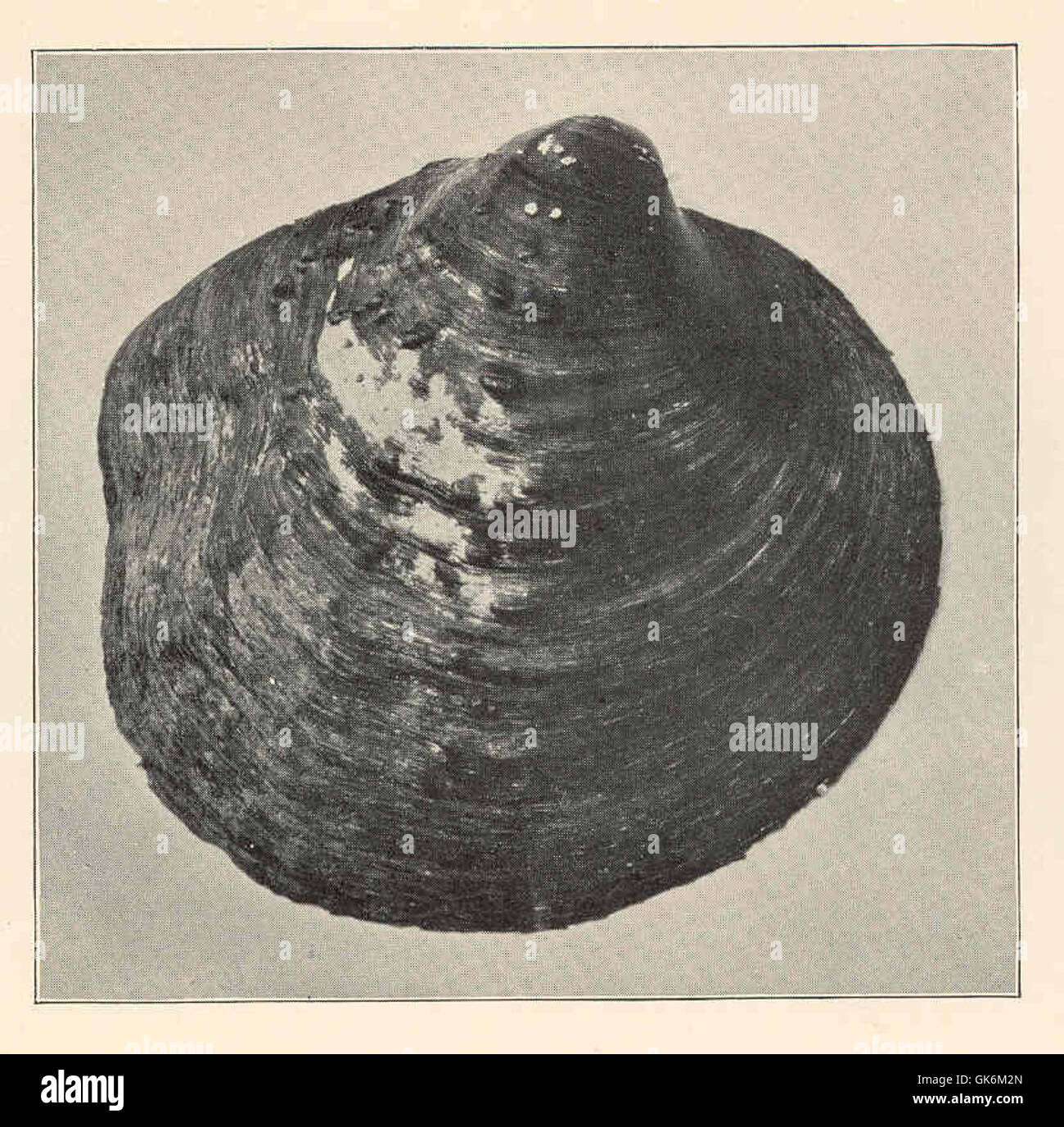 This specimen represents a typical Unio mussel from the Mississippi ...