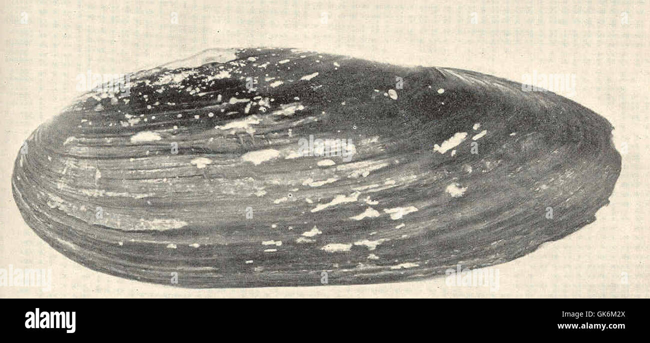 This image depicts the left valve of *Unio rectus*, a species of ...