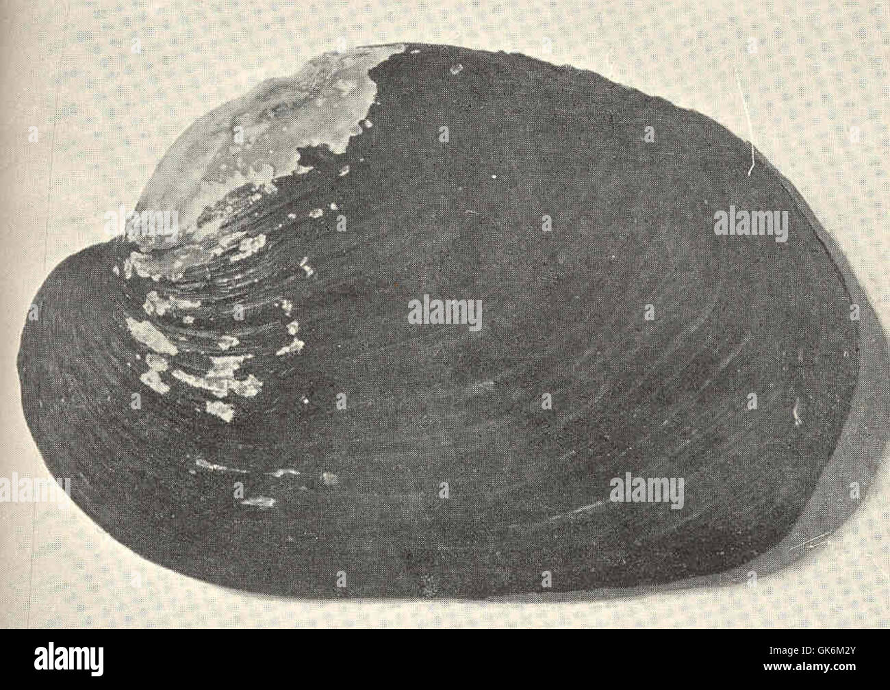 This image shows the exterior of a shell, showcasing its shape and ...