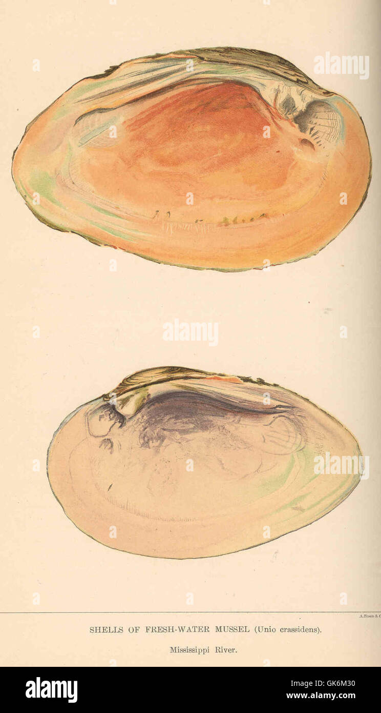 Shells of the freshwater mussel Unio crassidens from the Mississippi ...