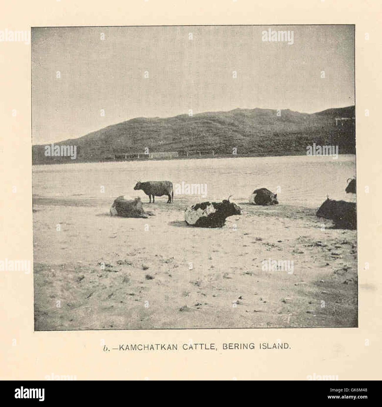 39882 Kamchatkan Cattle, Bering Island Stock Photo - Alamy