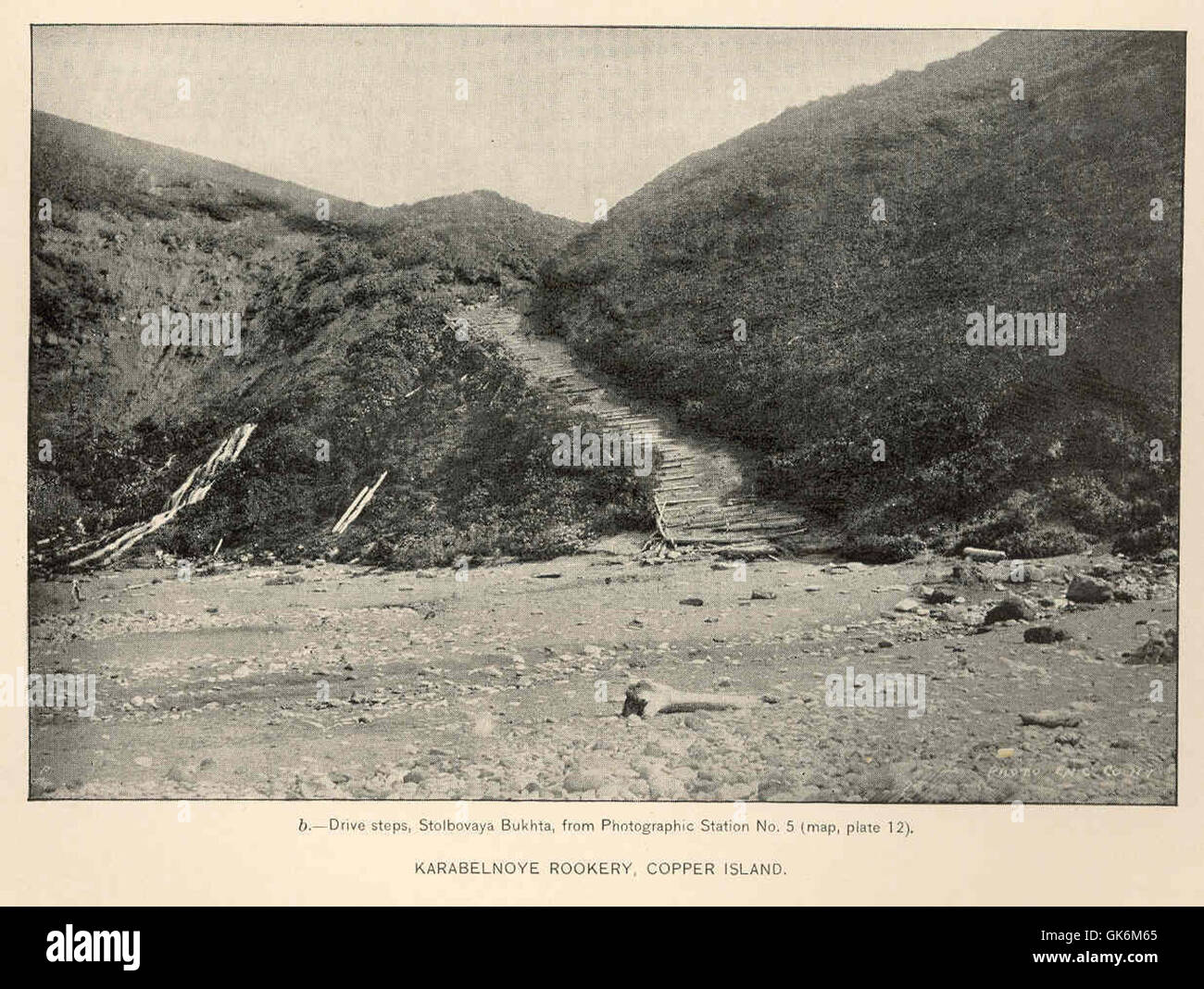 39925 Karabelnoye Rookery, Copper Island, Drive steps, Stolbovaya ...