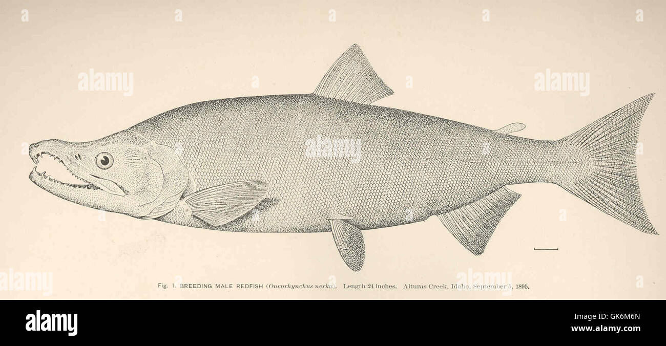 A 24-inch breeding male redfish (*Oncorhynchus nerka*), also known as ...