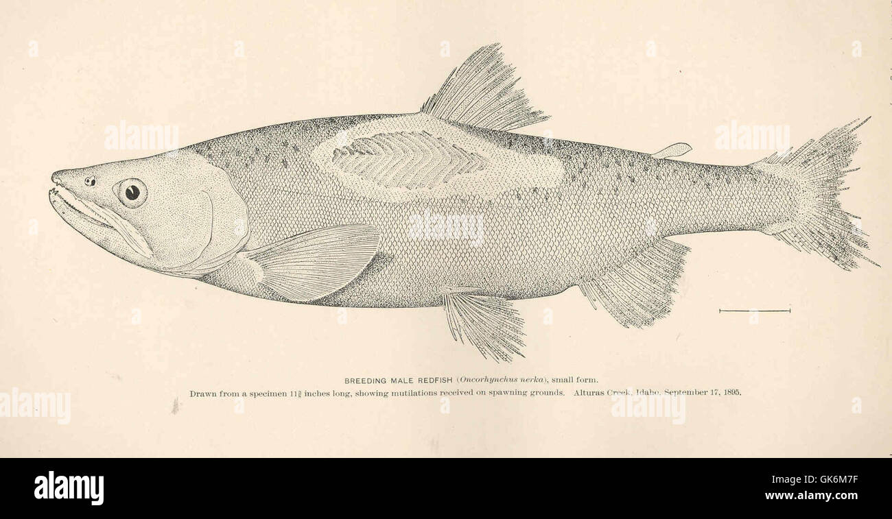 A breeding male Redfish (Oncorhynchus nerka), known for its distinctive ...