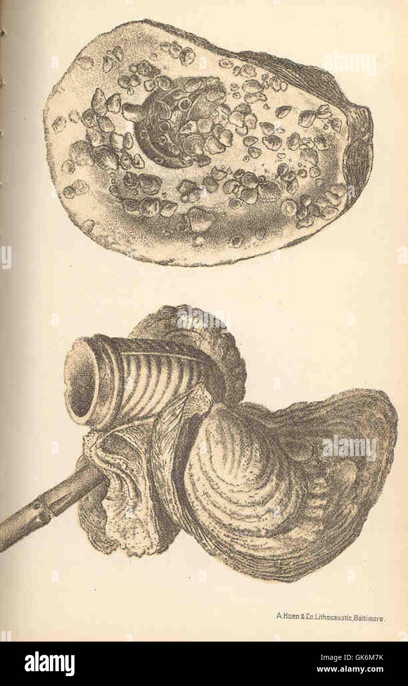 This image depicts an oyster shell in which approximately 150 oysters ...