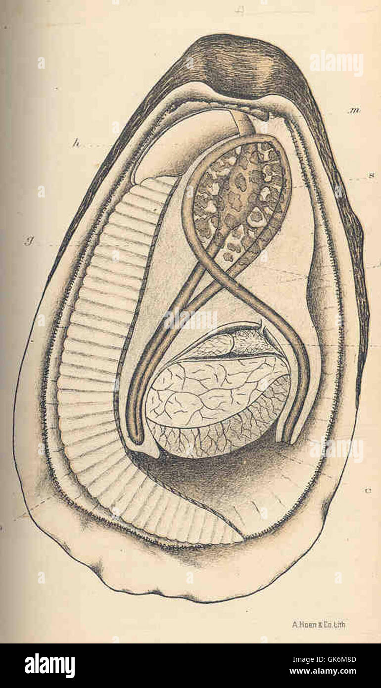 This dissection of an oyster reveals its internal organs, with the ...