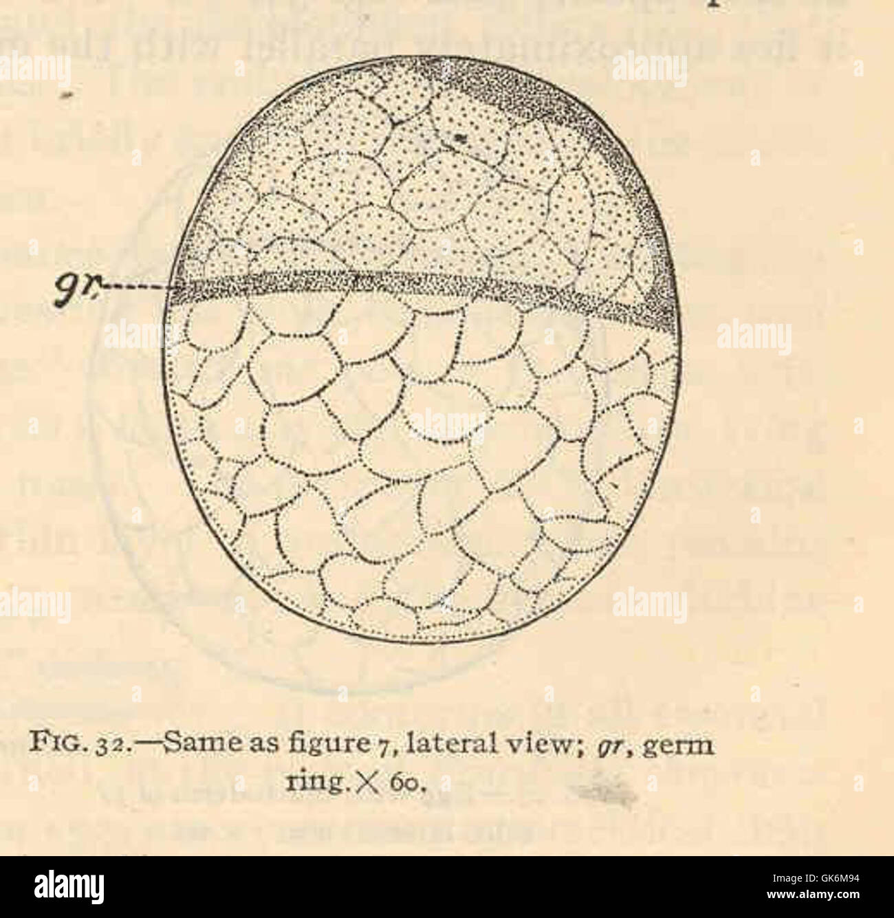 The egg of Anchovia mitchilli, also known as the bay anchovy, shows an ...