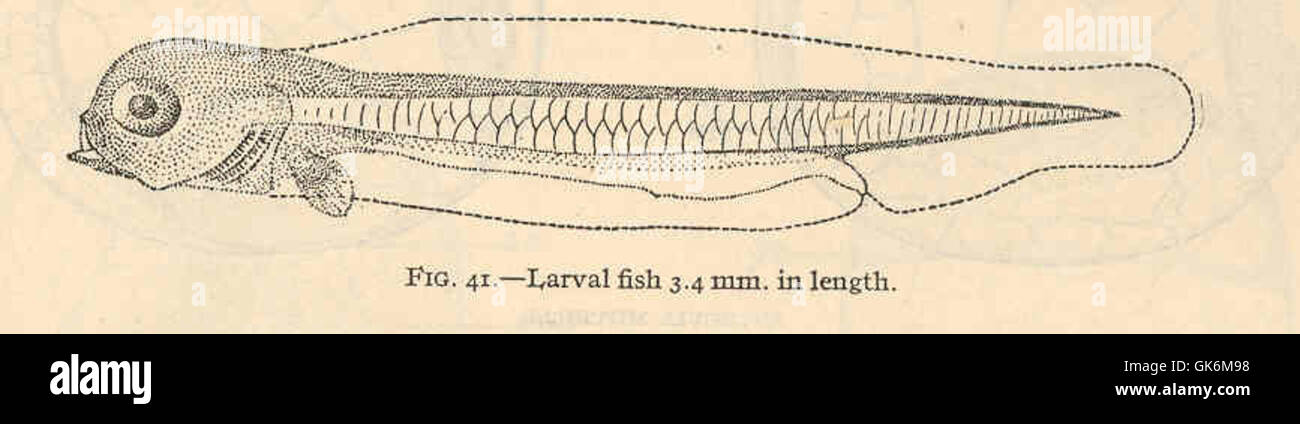 39998 Anchovia mitchilli- Larval fish 34 mm in length Stock Photo - Alamy