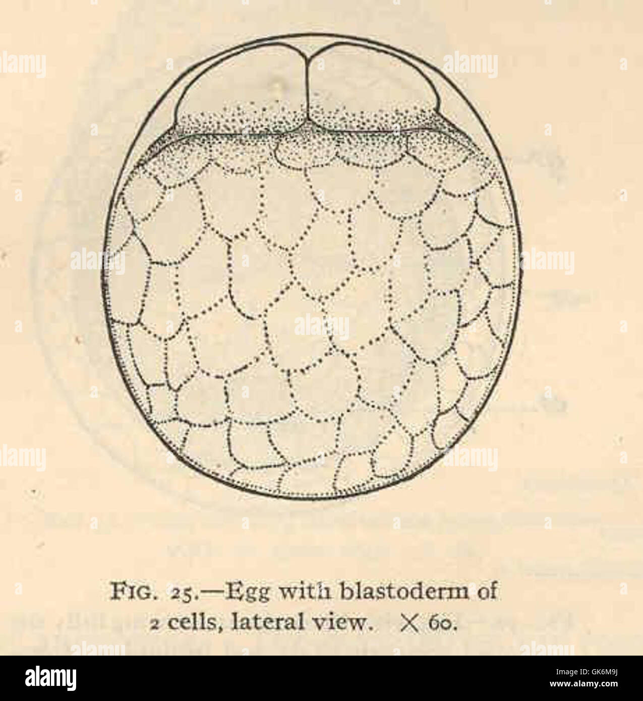 This image shows the egg of Anchovia mitchilli, commonly known as the ...