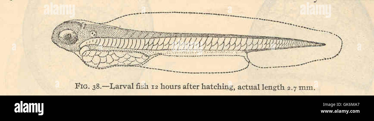 This image shows the larval stage of *Anchovia mitchilli*, a species of ...