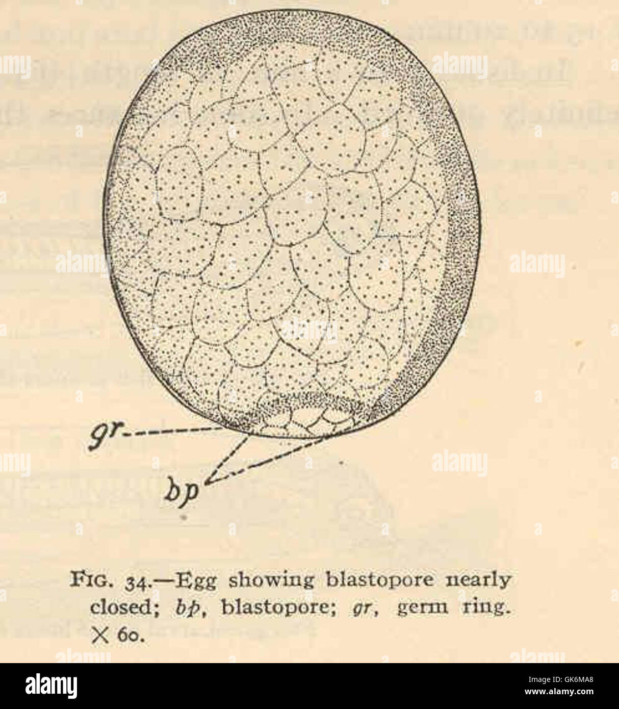 Blastopore In Humans