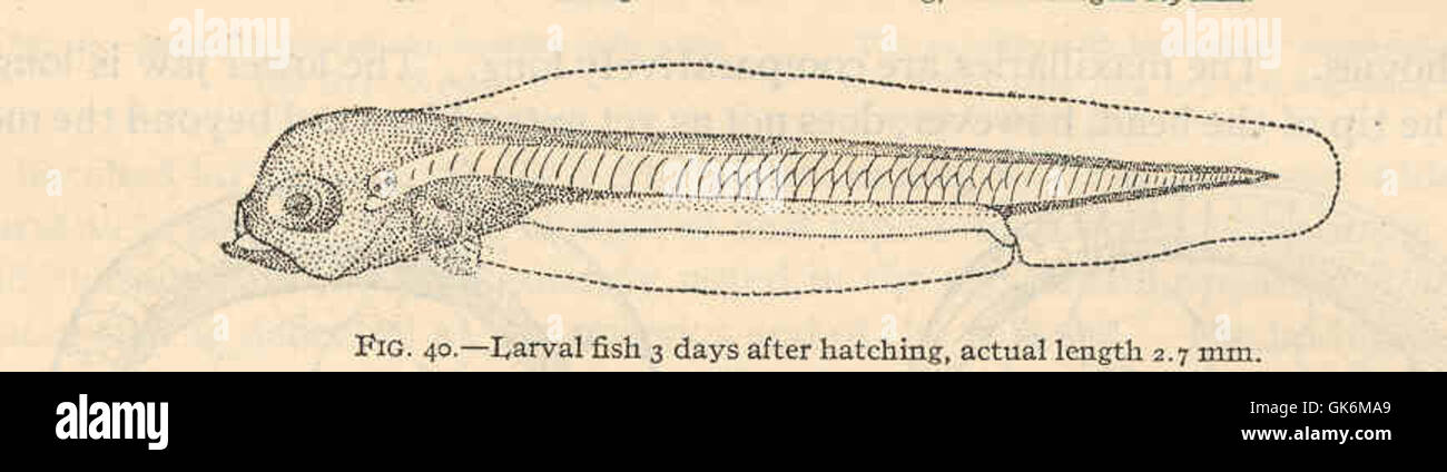 Anchovia mitchilli, known as the bay anchovy, is depicted as a larval ...