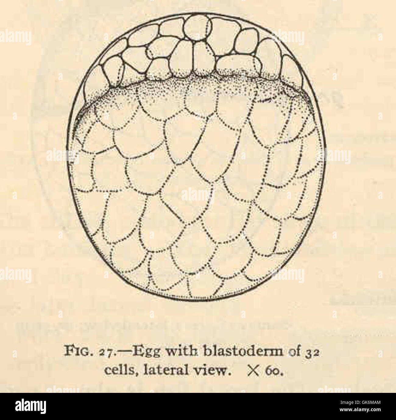 Anchovia mitchilli eggs, displayed with a 32-cell blastoderm in a ...